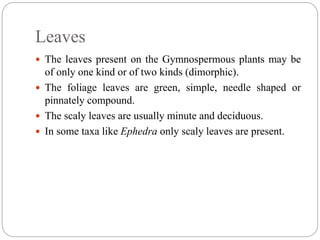 Gymnosperms - General characteristics and Economic importance.pptx