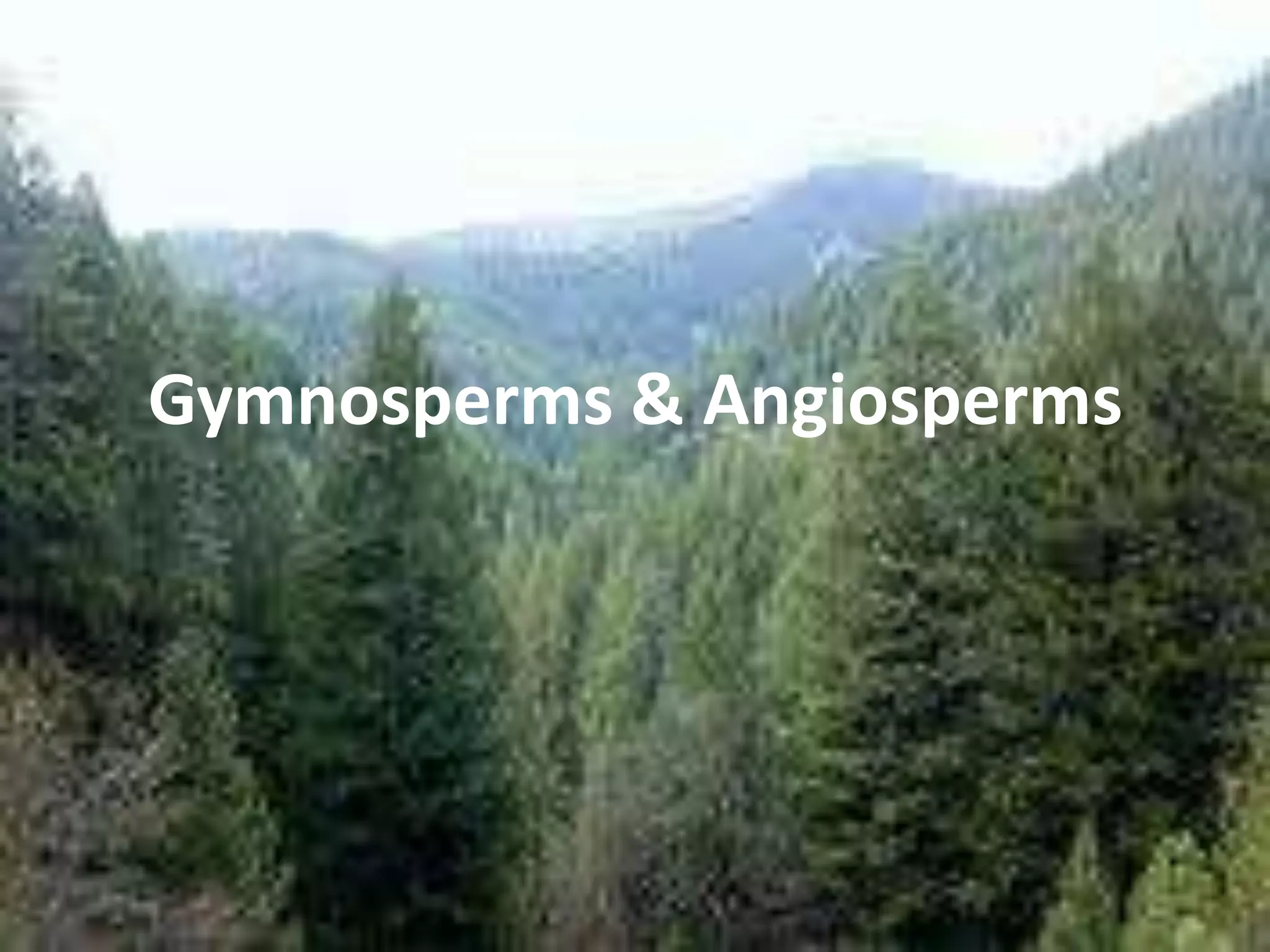 Gymnosperms & angiosperms | PPTX