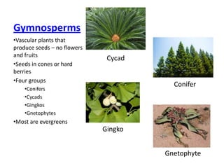 Gymnosperms & angiosperms | PPTX