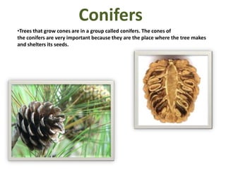 Gymnosperms & angiosperms | PPTX