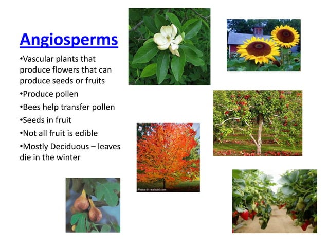 Gymnosperms & angiosperms | PPTX | Gardening | Home & Garden