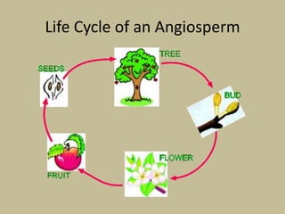 Angiosperm Life Cycle For Kids