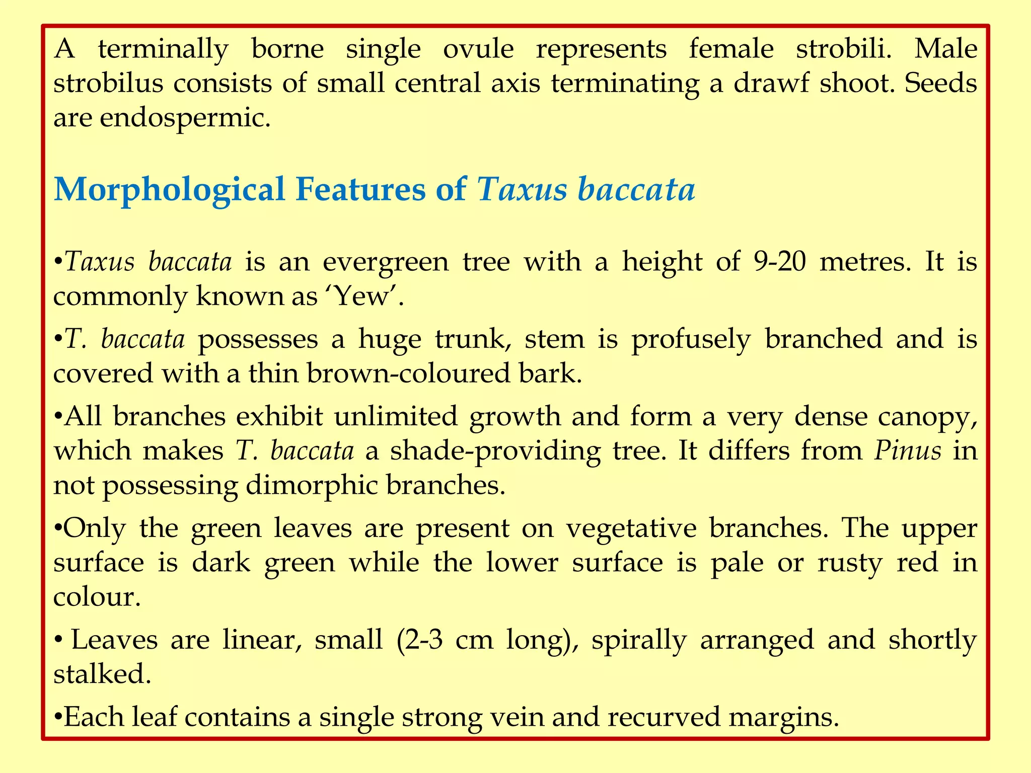 Gymnosperms (BOT 503) Morphology and Anatomy By Dr. Prabha Dhondiyal ...