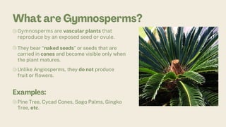 GYMNOSPERMS (Group 3) that will help outt | PPT