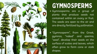 GYMNOSPERMS PRESENTATION.pdf