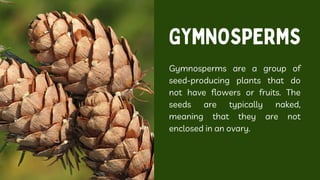 GYMNOSPERMS PRESENTATION.pdf