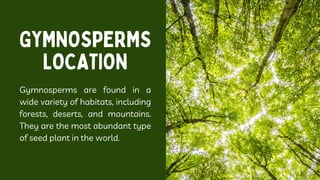 GYMNOSPERMS PRESENTATION.pdf