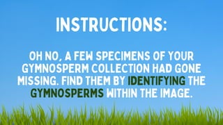 GYMNOSPERMS PRESENTATION.pdf