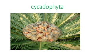 Gymnosperms slide | PPT