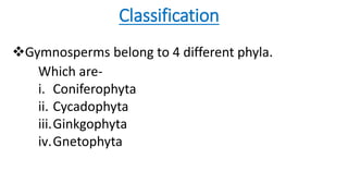 Gymnosperms slide | PPT