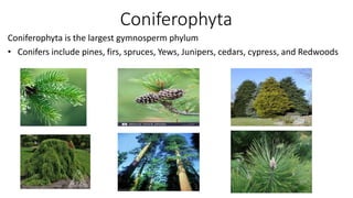 Gymnosperms slide | PPTX