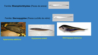 Peces: Orden Gymnotiformes (Peces Navaja, Cuchillo) | PPTX