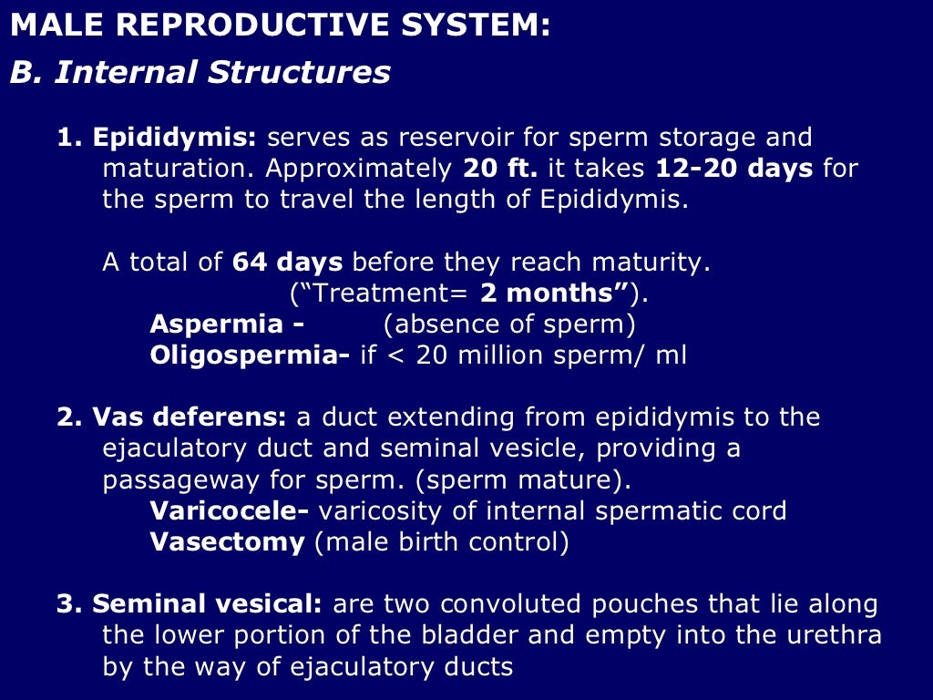 Gynecological Anatomy & Physiology