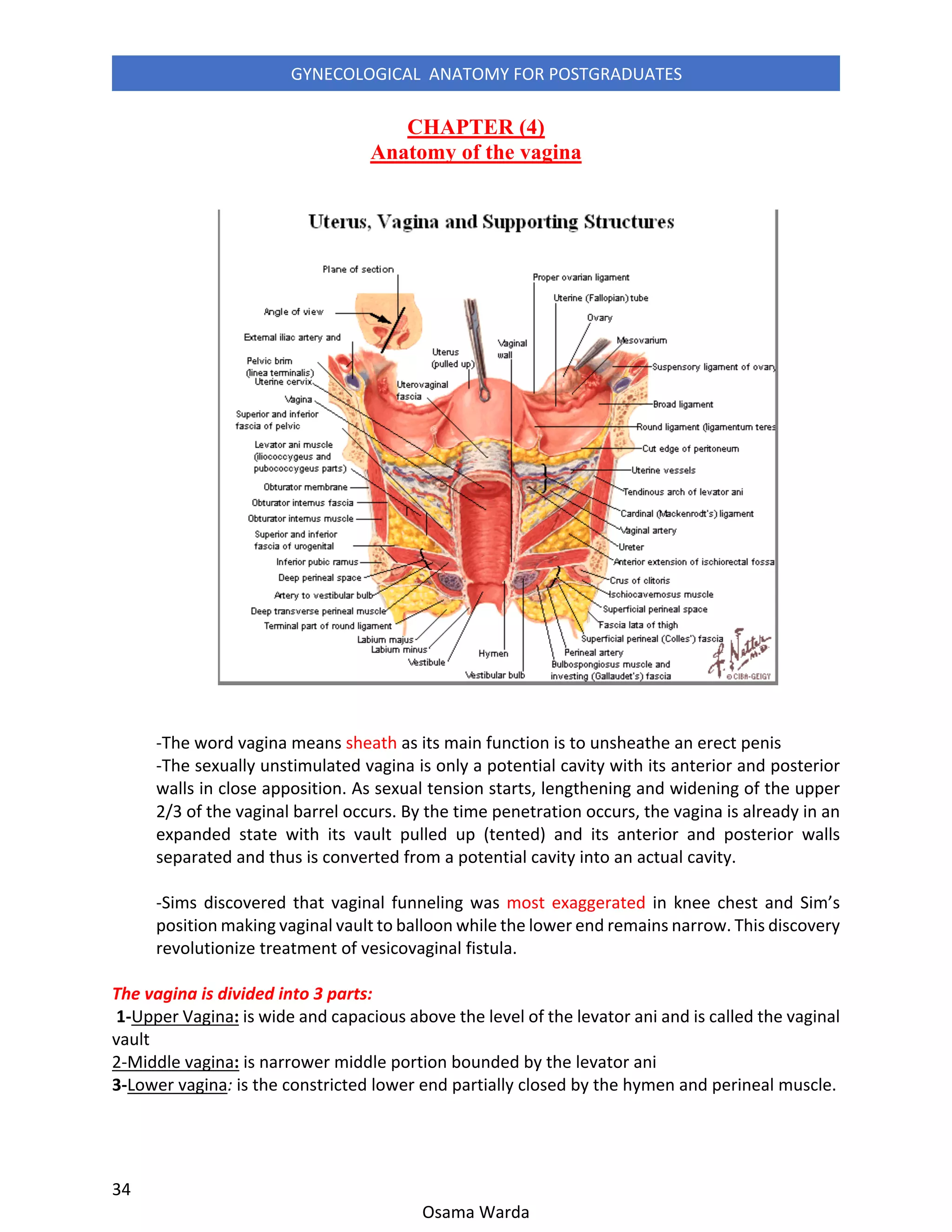 Gynecological anatomy for postgraduates | PDF
