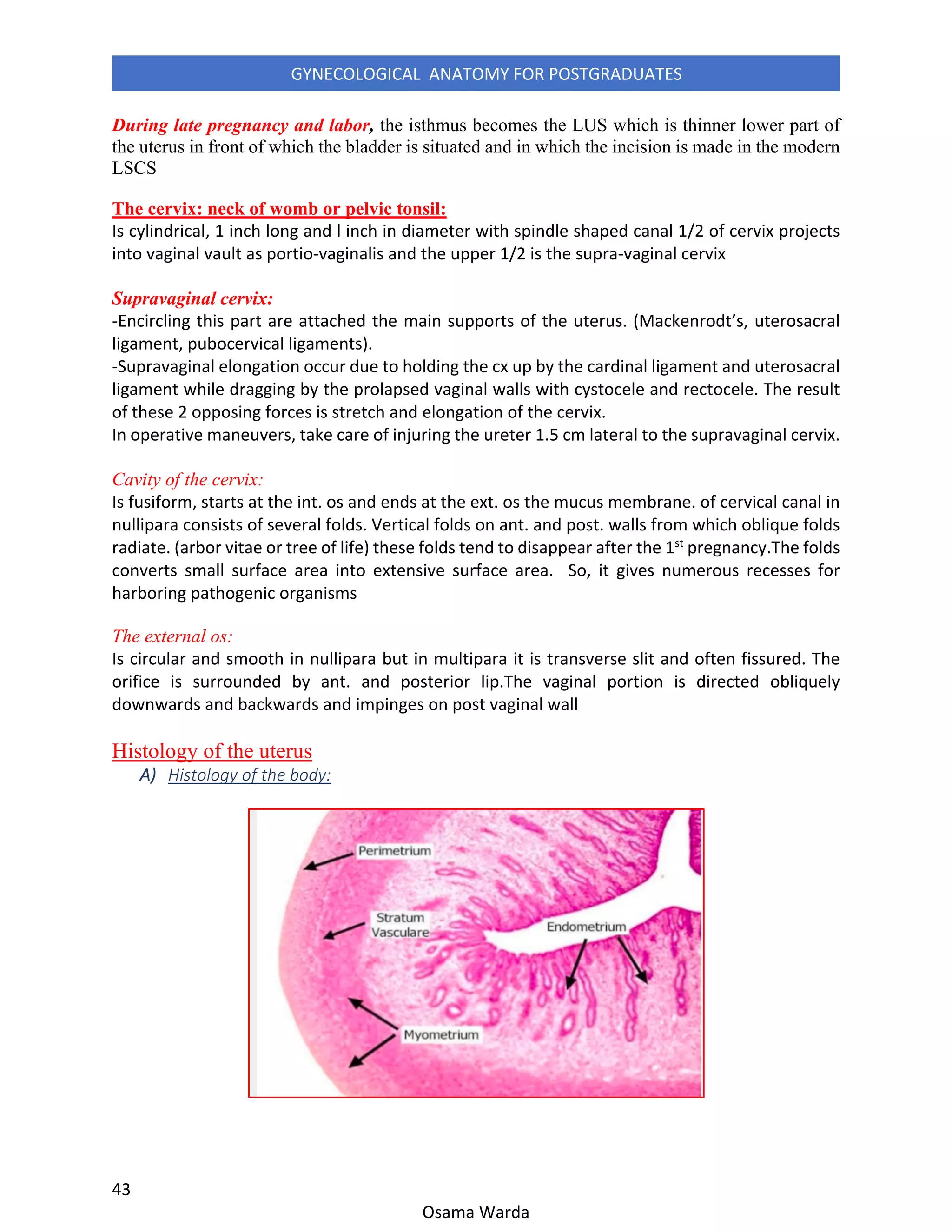 Gynecological anatomy for postgraduates | PDF