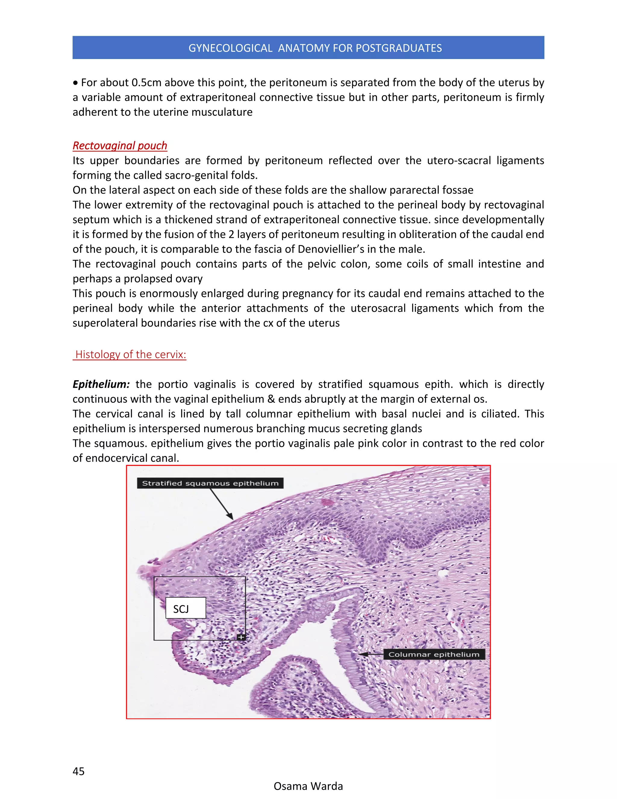 Gynecological anatomy for postgraduates | PDF