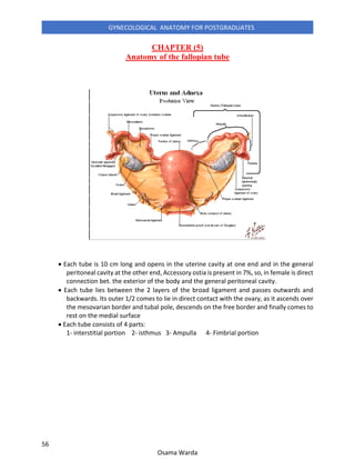 Gynecological anatomy for postgraduates | PDF