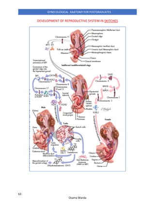 Gynecological anatomy for postgraduates | PDF