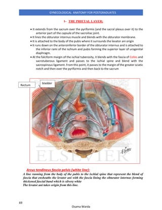 Cardinal Ligament Netter