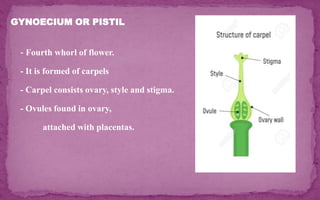 Gynoecium | PPTX