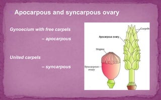 Gynoecium | PPTX