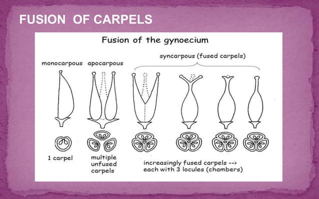 Gynoecium | PPTX