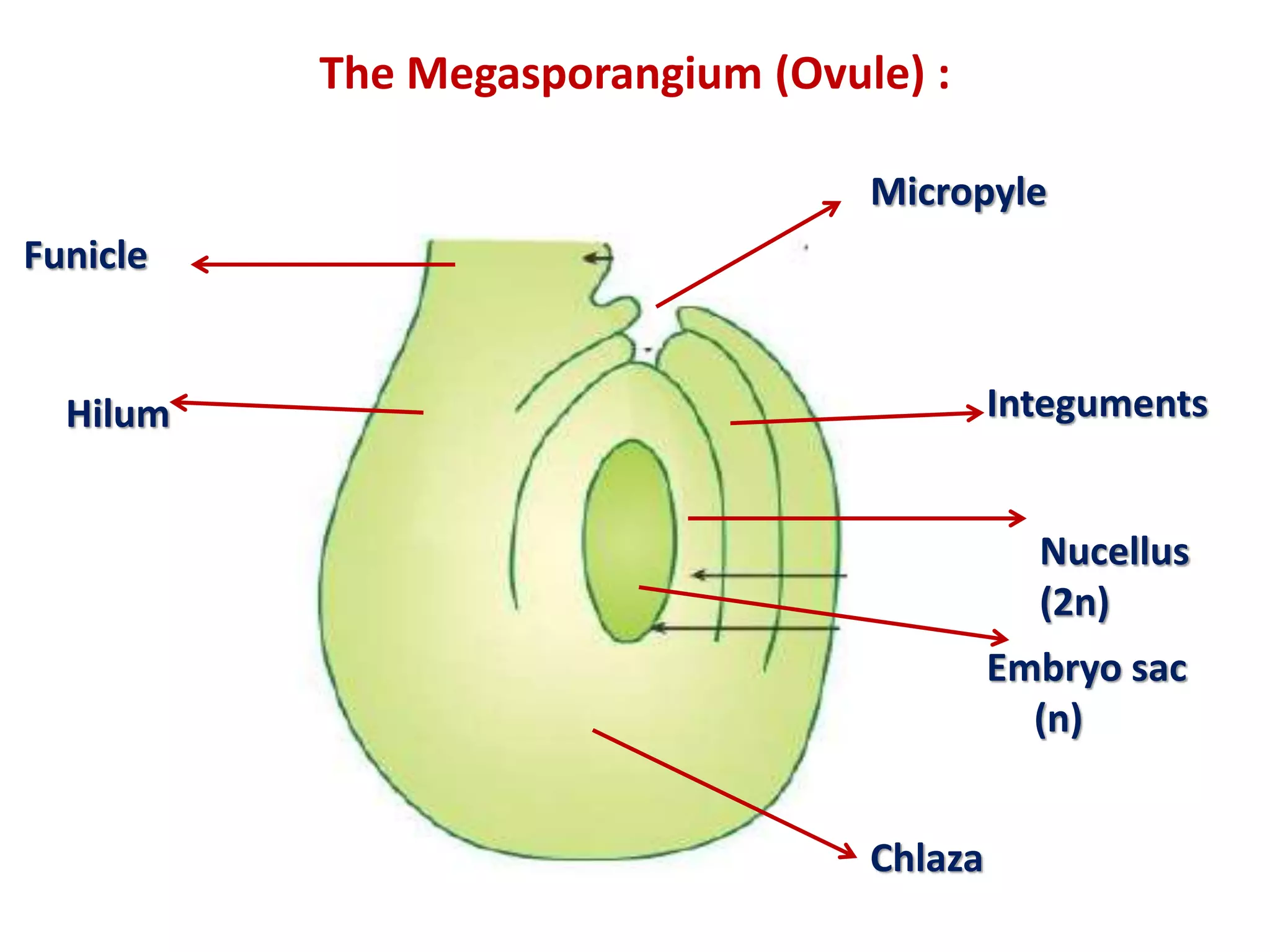 Gynoecium, Megasporogenesis, Monosporic development of Embryo, Embryo ...