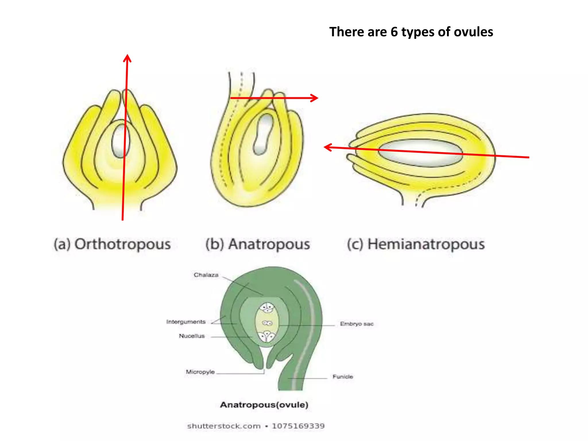 Gynoecium, Megasporogenesis, Monosporic development of Embryo, Embryo ...