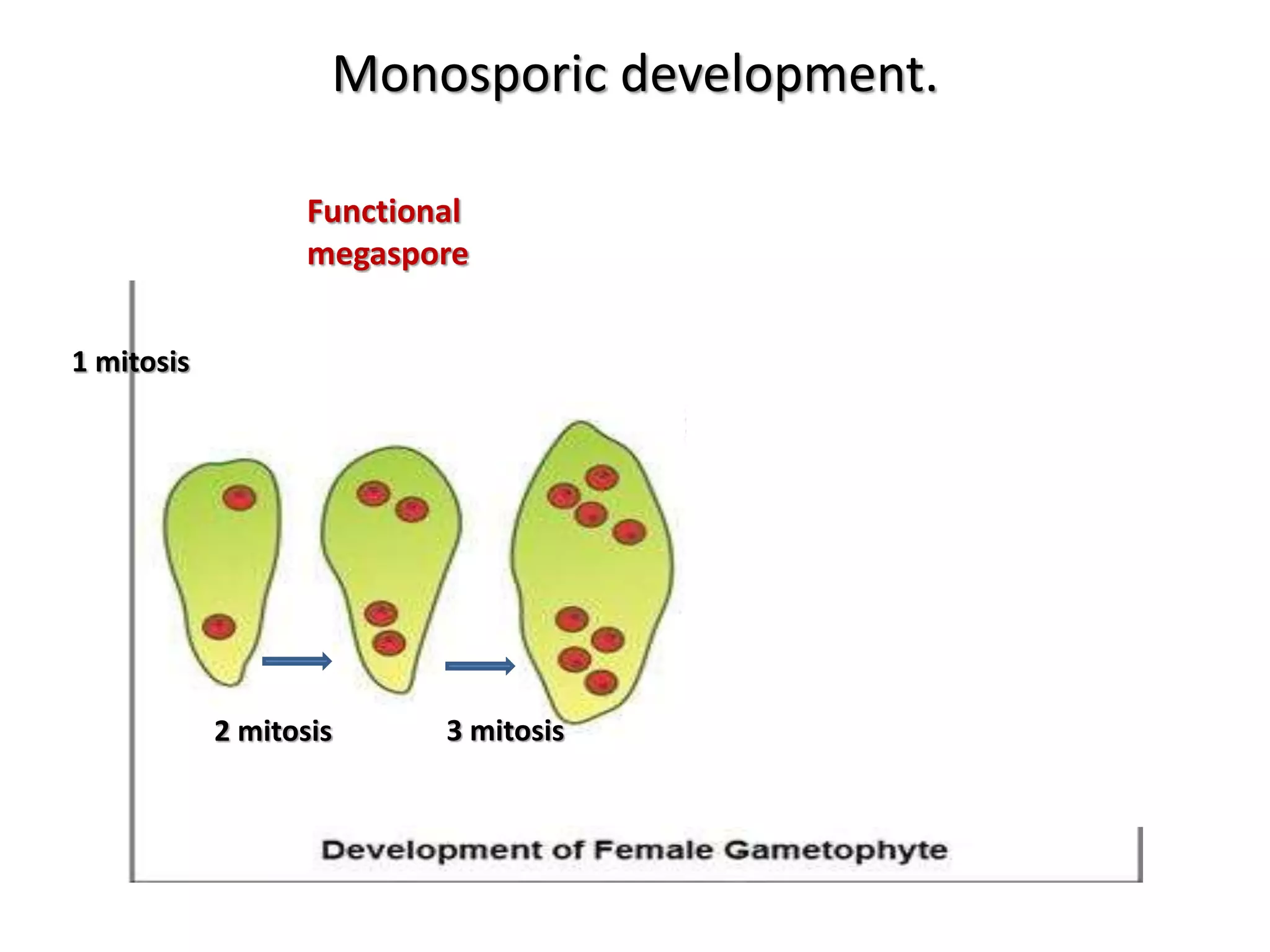 Gynoecium, Megasporogenesis, Monosporic development of Embryo, Embryo ...