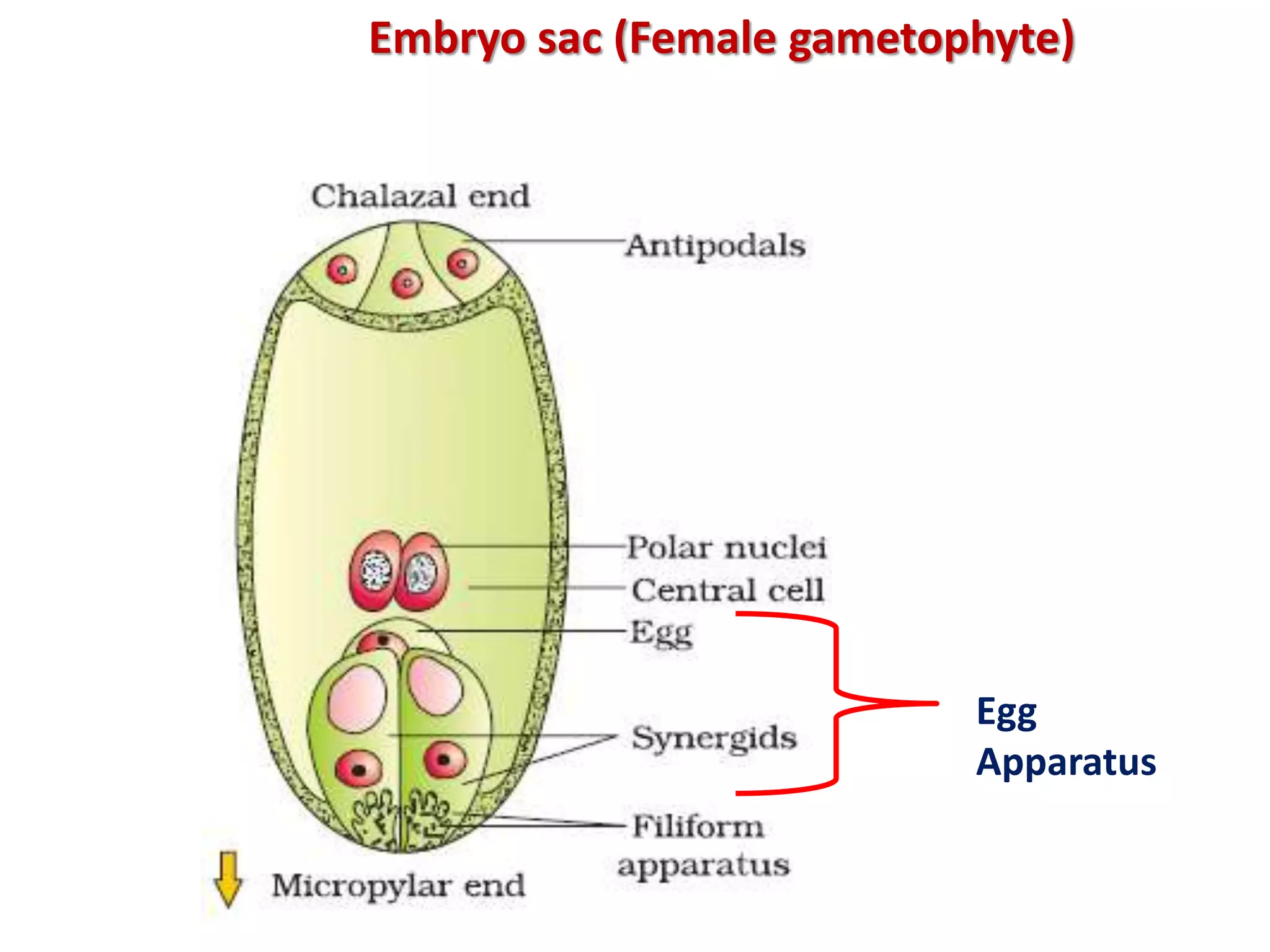 Gynoecium, Megasporogenesis, Monosporic development of Embryo, Embryo ...
