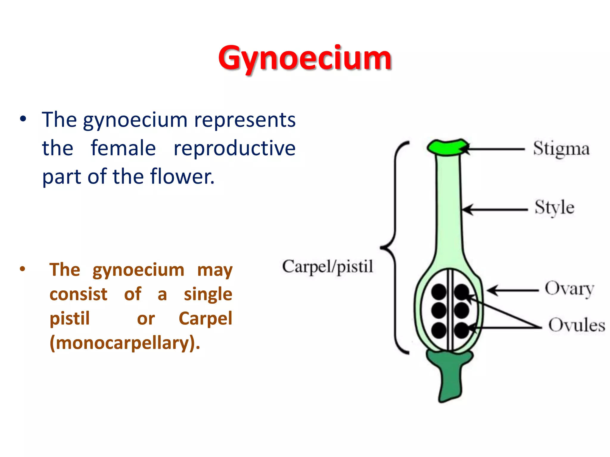 Gynoecium, Megasporogenesis, Monosporic development of Embryo, Embryo ...