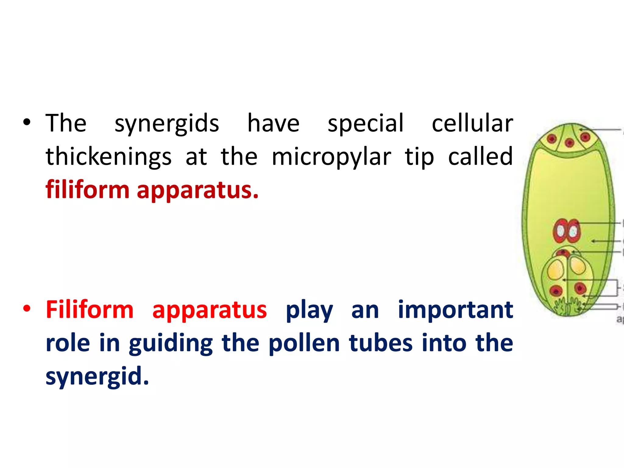 Gynoecium, Megasporogenesis, Monosporic development of Embryo, Embryo ...