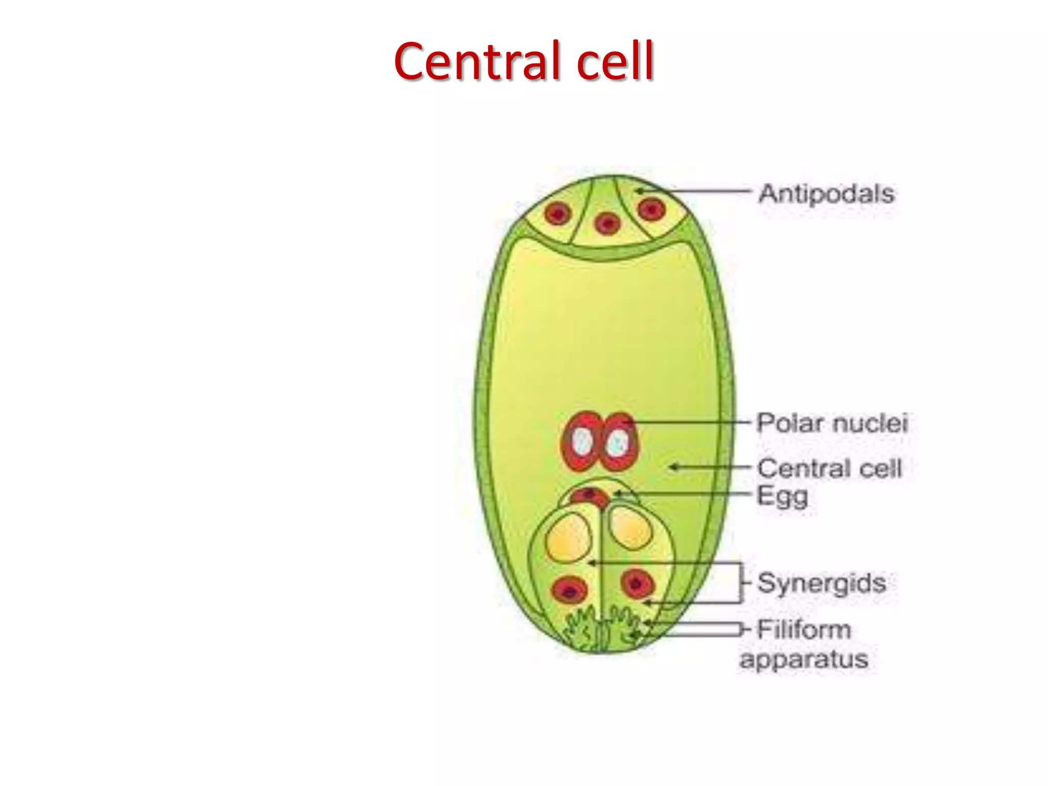 Gynoecium, Megasporogenesis, Monosporic development of Embryo, Embryo ...