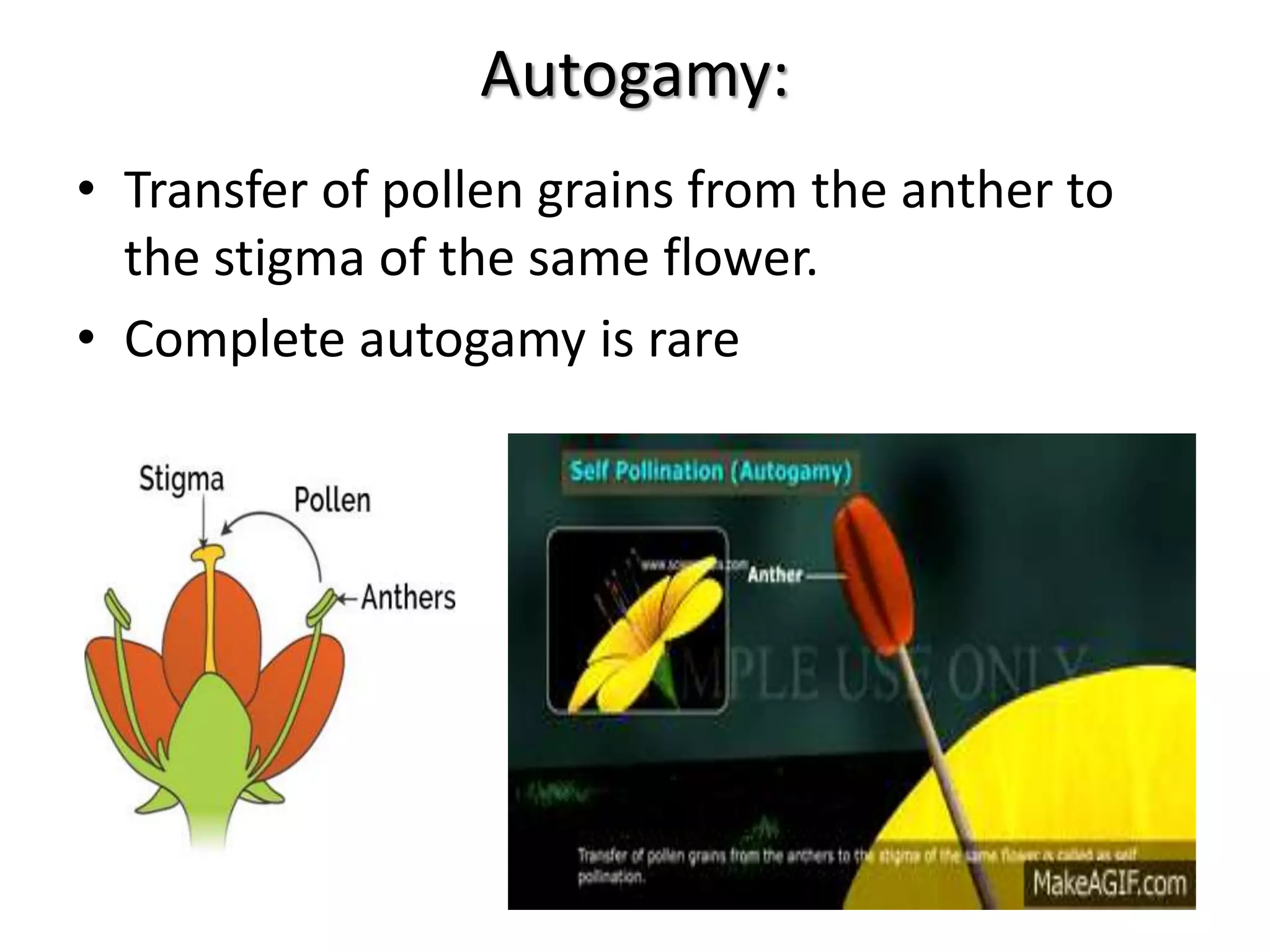 Gynoecium, Megasporogenesis, Monosporic development of Embryo, Embryo ...