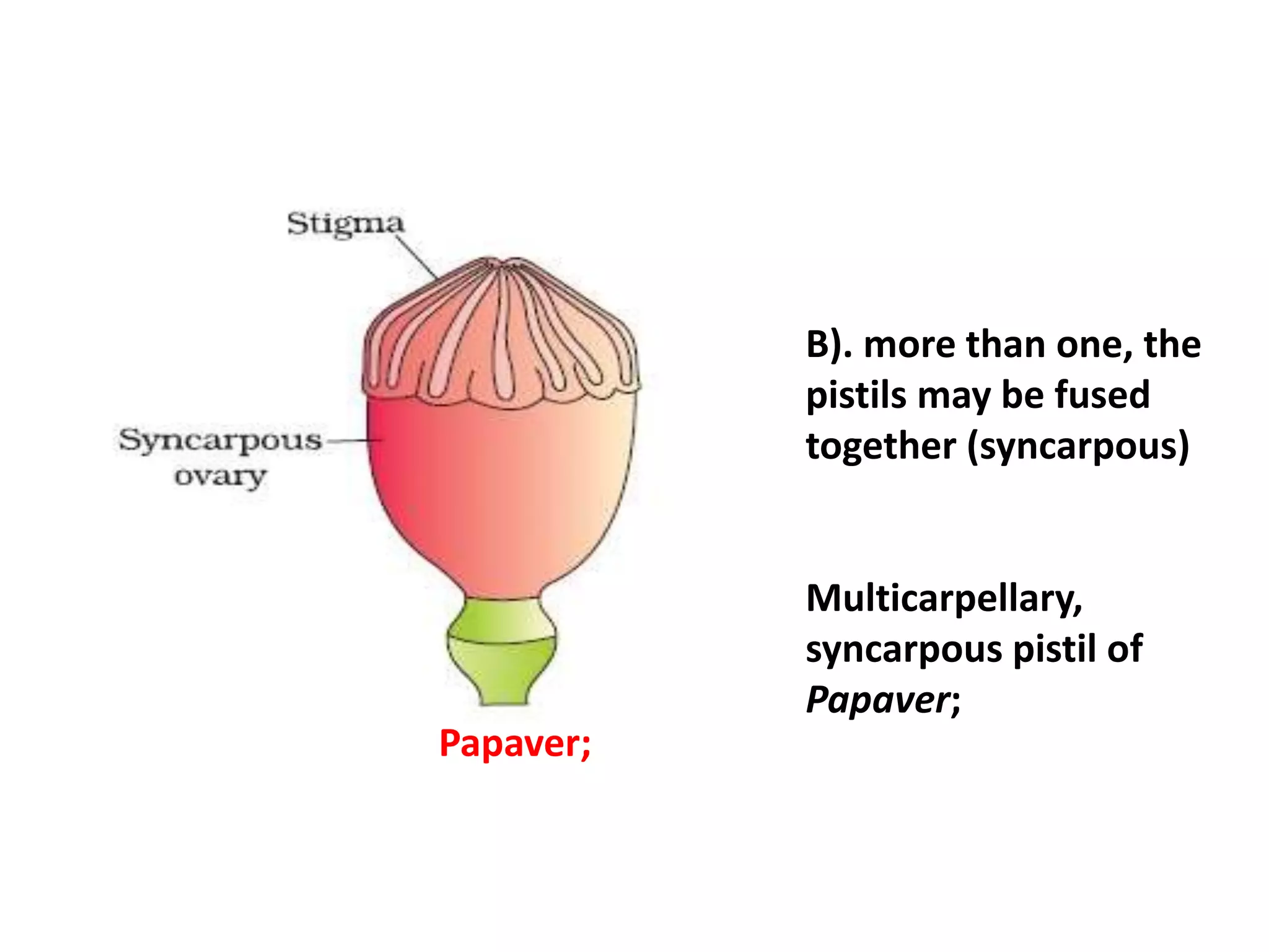 Gynoecium, Megasporogenesis, Monosporic development of Embryo, Embryo ...