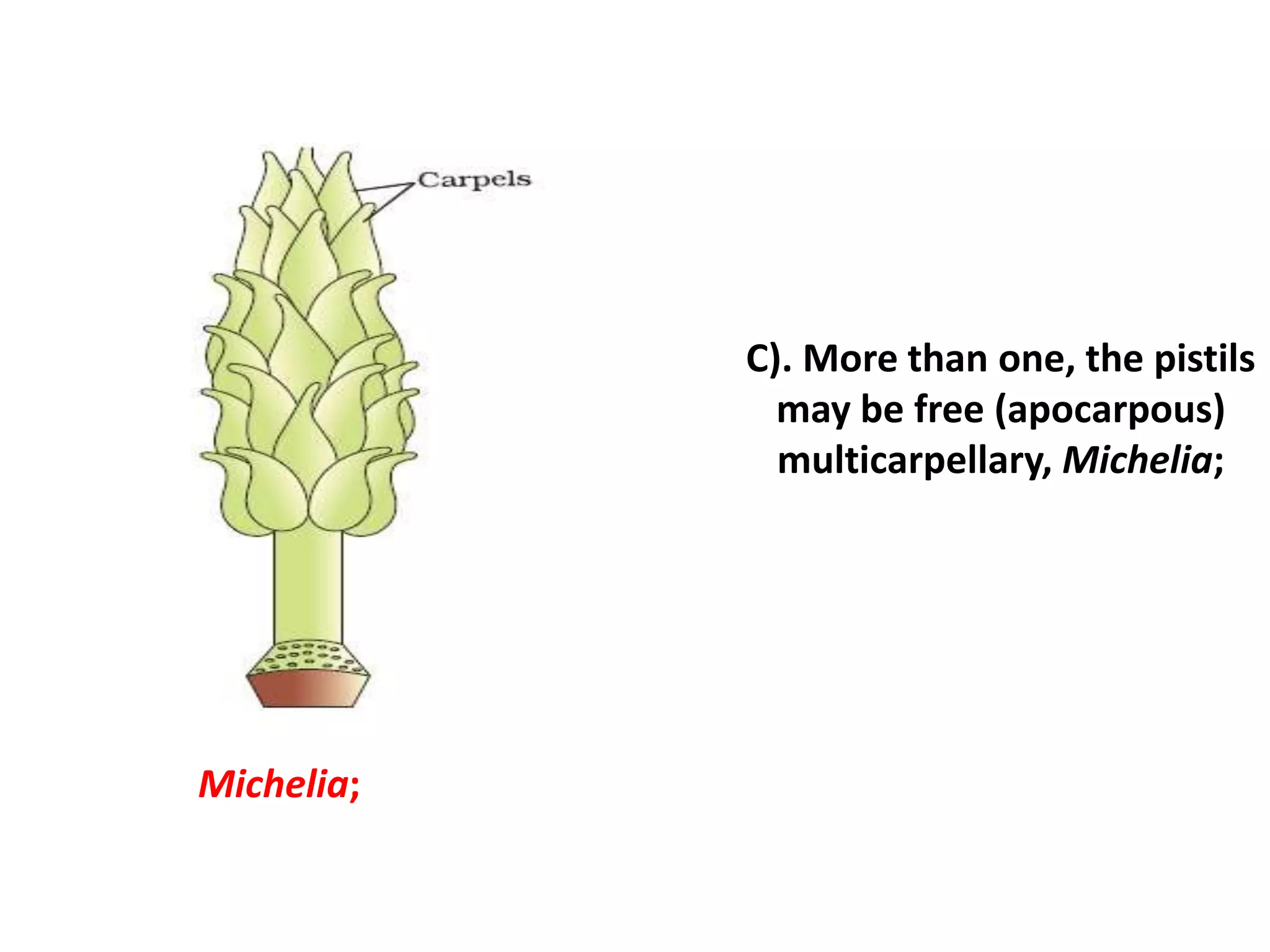 Gynoecium, Megasporogenesis, Monosporic development of Embryo, Embryo ...