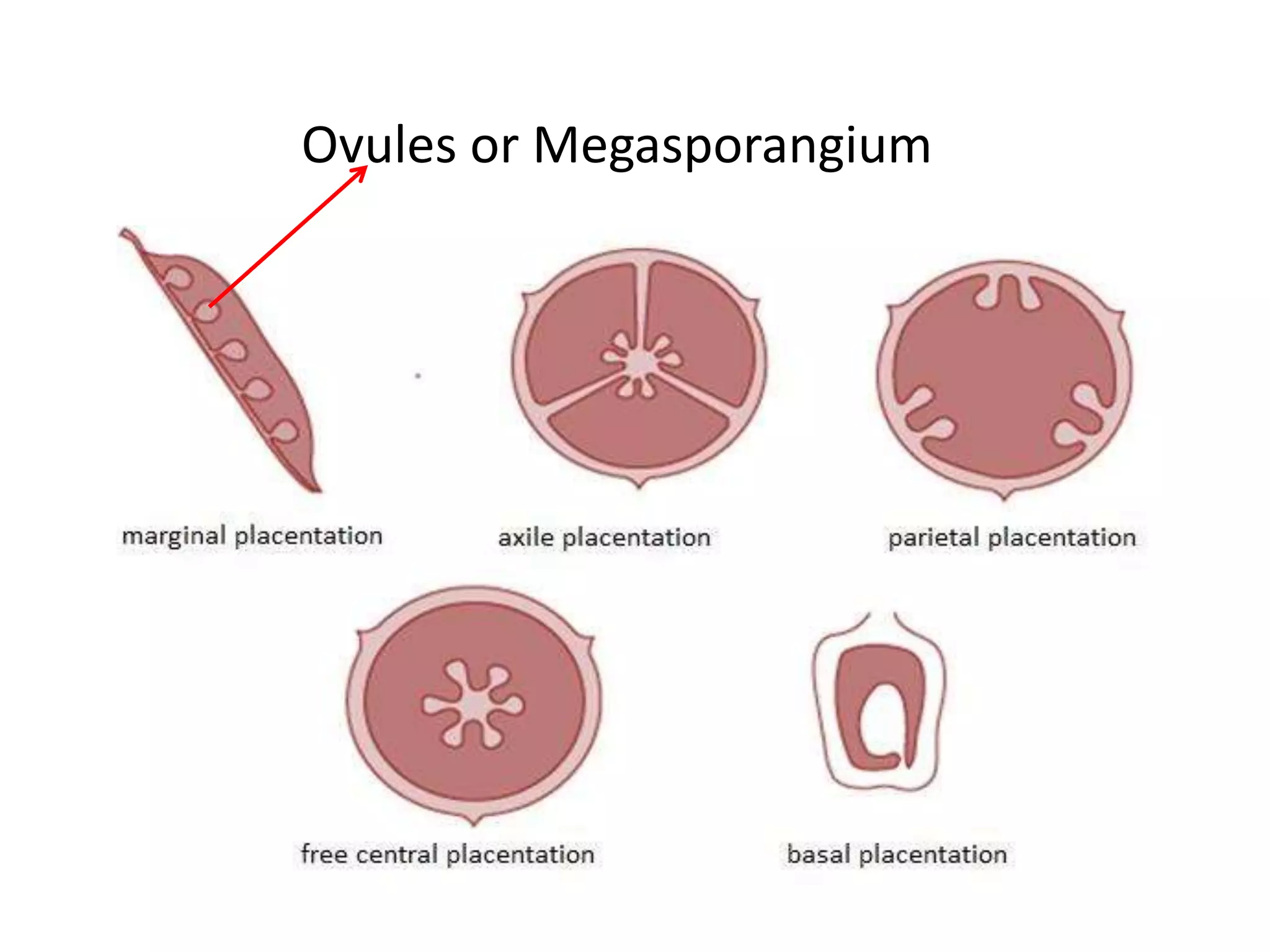 Gynoecium, Megasporogenesis, Monosporic development of Embryo, Embryo ...
