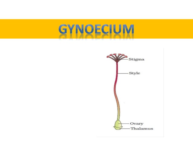 Gynoecium, Megasporogenesis, Monosporic development of Embryo, Embryo ...