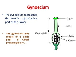 Gynoecium, Megasporogenesis, Monosporic development of Embryo, Embryo ...