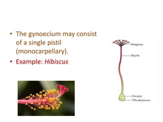 Gynoecium, Megasporogenesis, Monosporic development of Embryo, Embryo ...