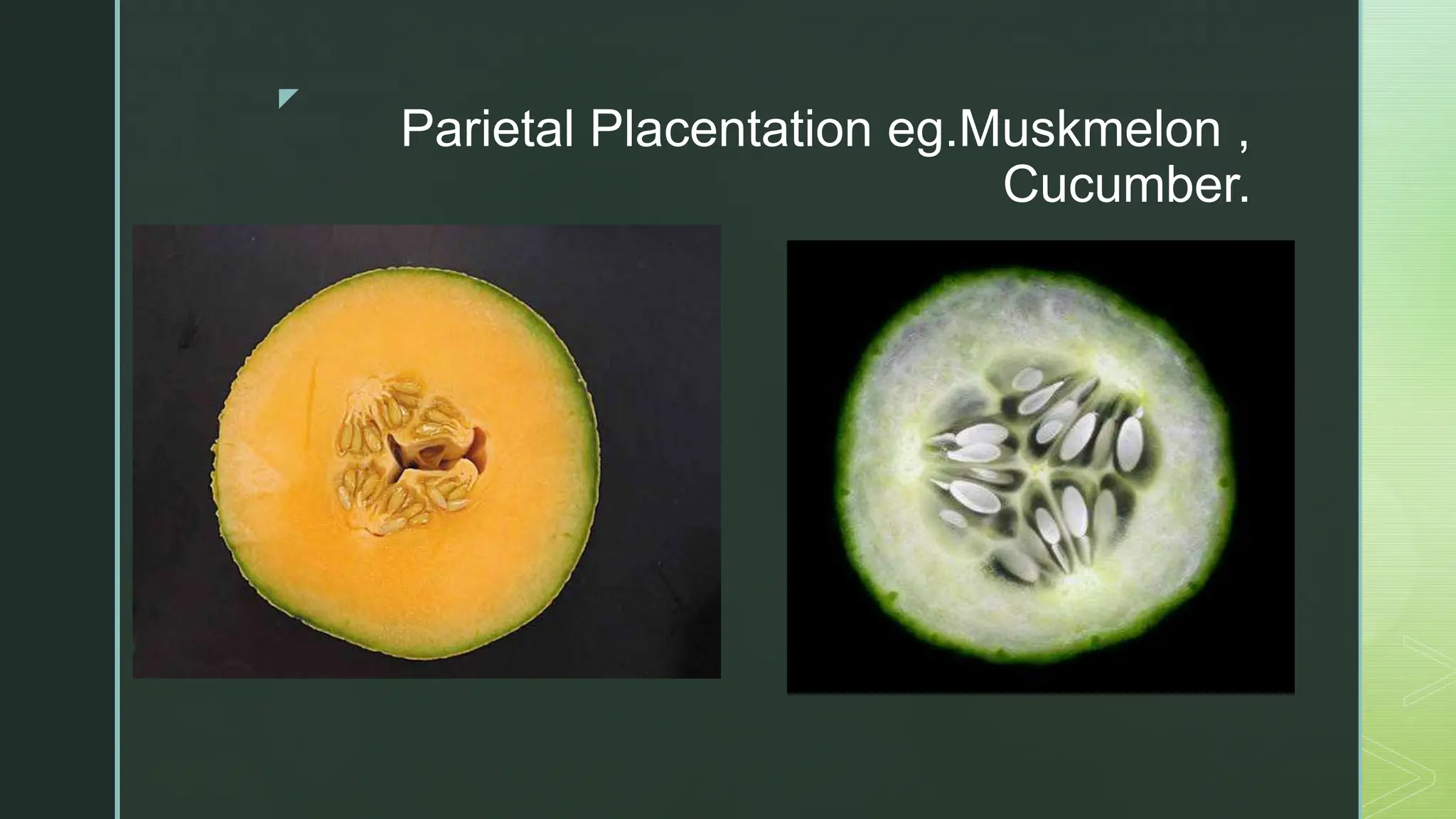 Gynoecium presentation of the day as.pptx