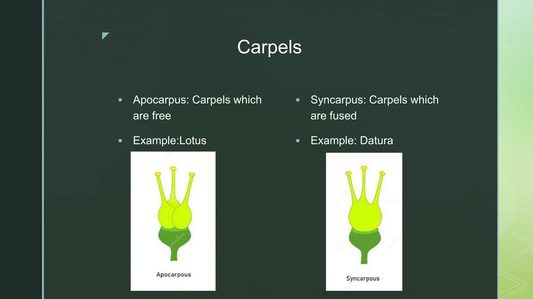 Gynoecium presentation of the day as.pptx
