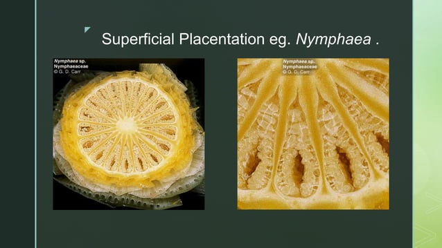 Gynoecium presentation of the day as.pptx