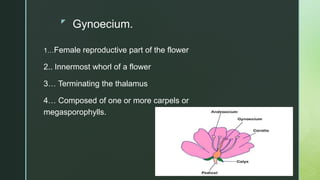 Gynoecium presentation of the day as.pptx