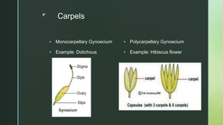 Gynoecium presentation of the day as.pptx