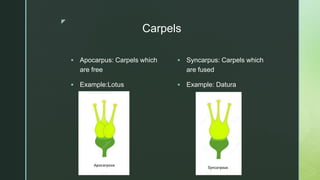 Gynoecium presentation of the day as.pptx