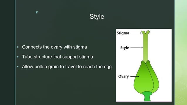 Gynoecium presentation of the day as.pptx
