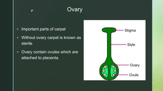 Gynoecium presentation of the day as.pptx