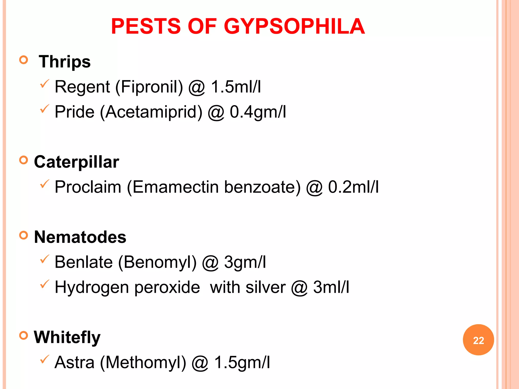 Gypsophila | PPT
