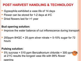 Gypsophila | PPT